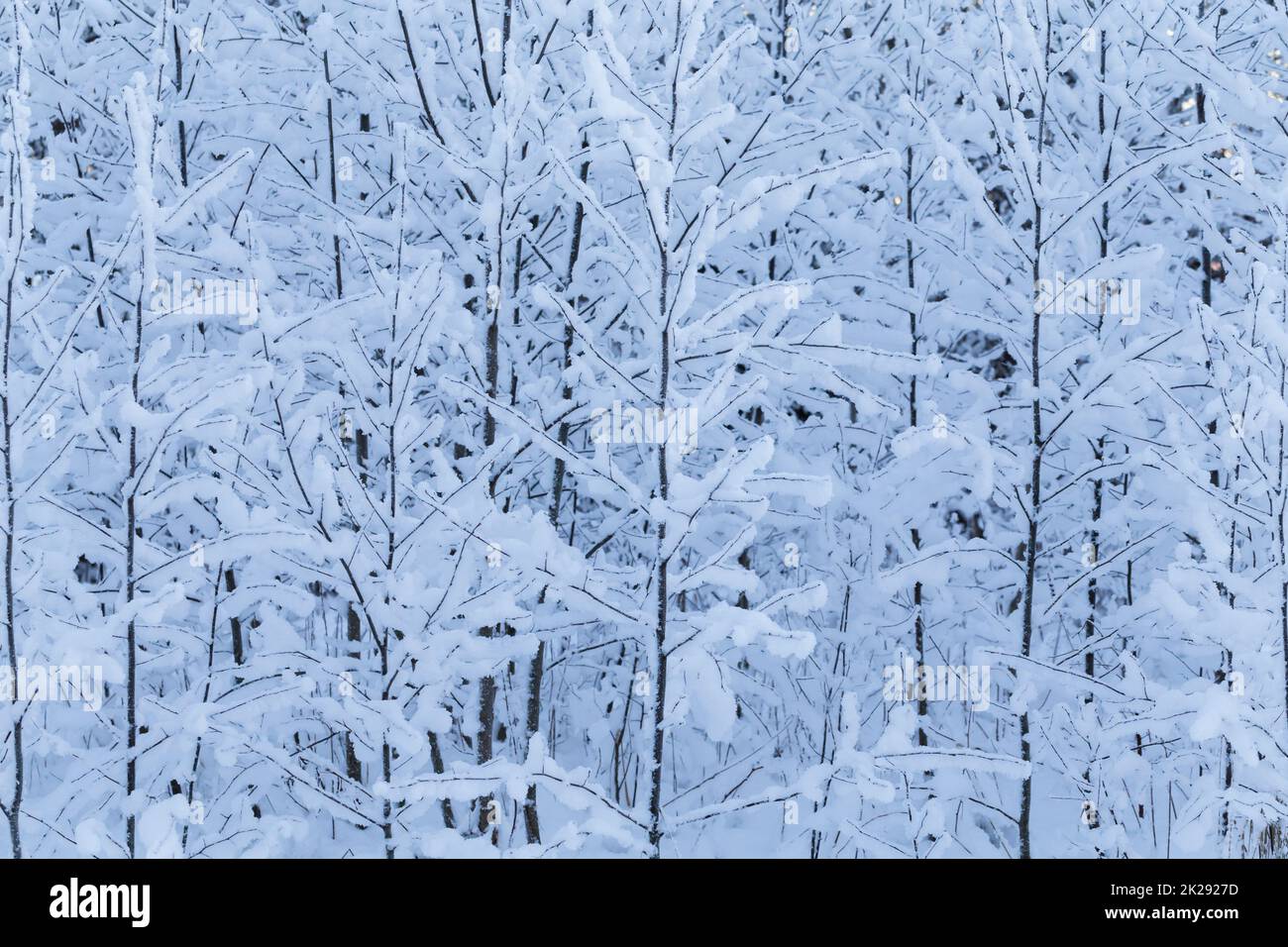 Winter trees texture hi-res stock photography and images - Alamy