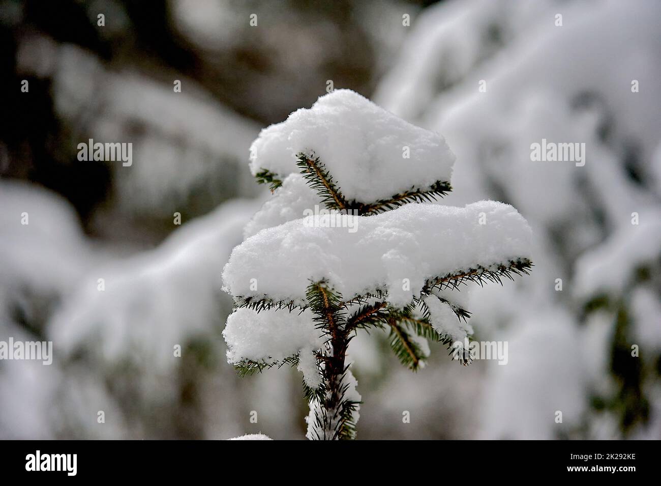 Beautiful frosty spruce forest hi-res stock photography and images - Alamy