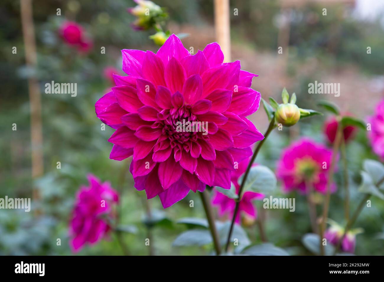 Beautiful pink flower in tree hi-res stock photography and images - Alamy