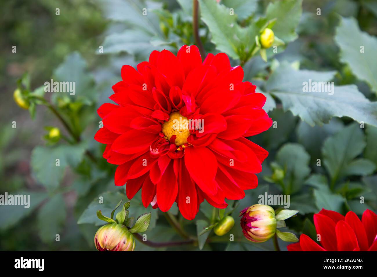 Colorful color flower tree hi-res stock photography and images - Alamy