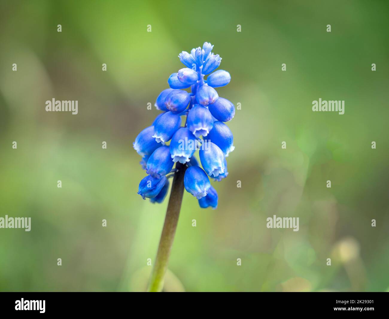 Closeup of a pretty grape hyacinth flower Stock Photo - Alamy
