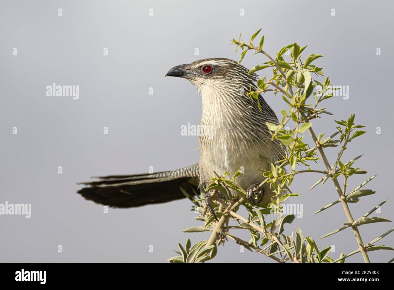 White-browed coucal, Centropus superciliosus, in Amboseli National Park ...