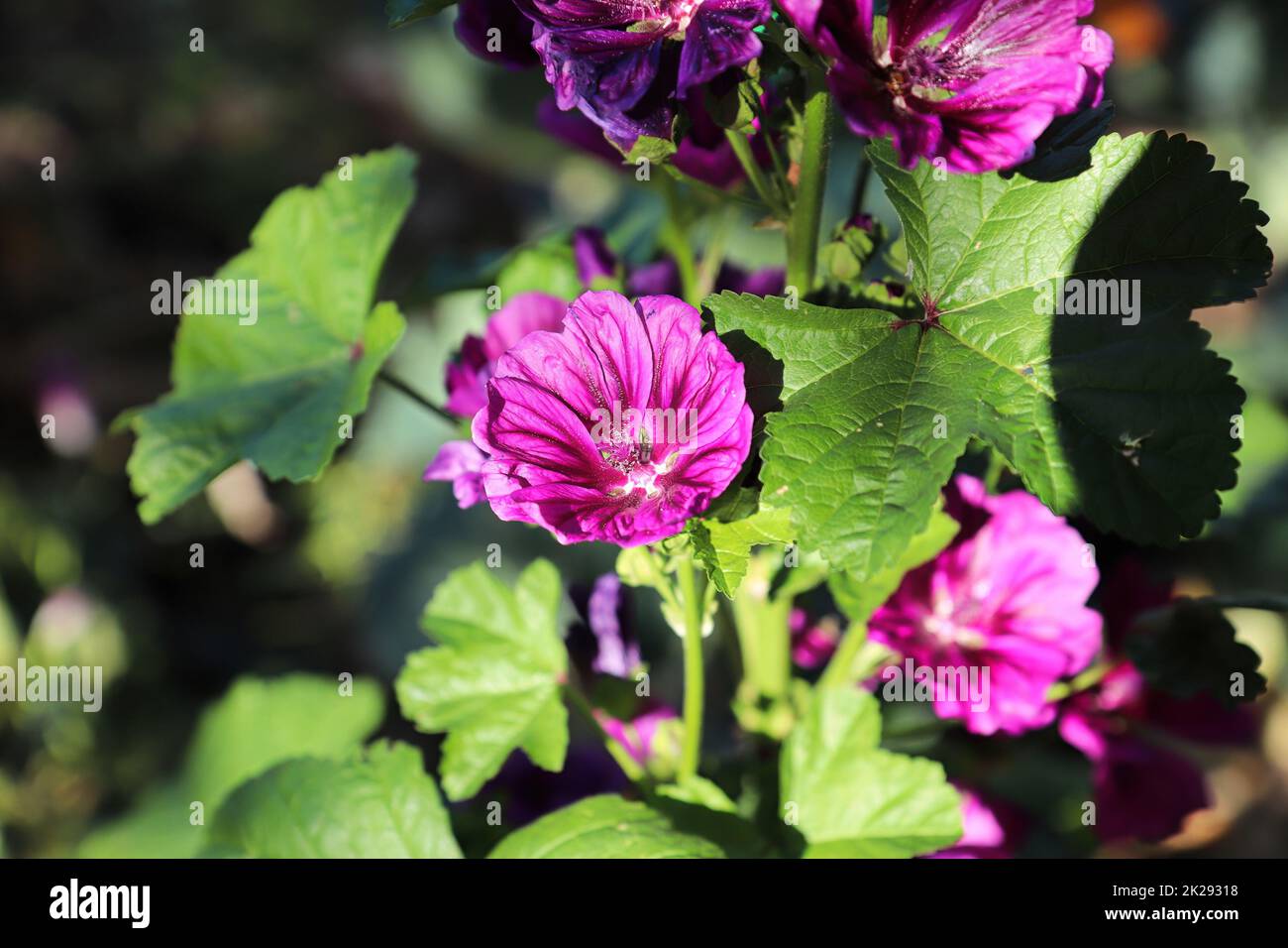 Closeup view of the purple petals on a mallow plant Stock Photo - Alamy