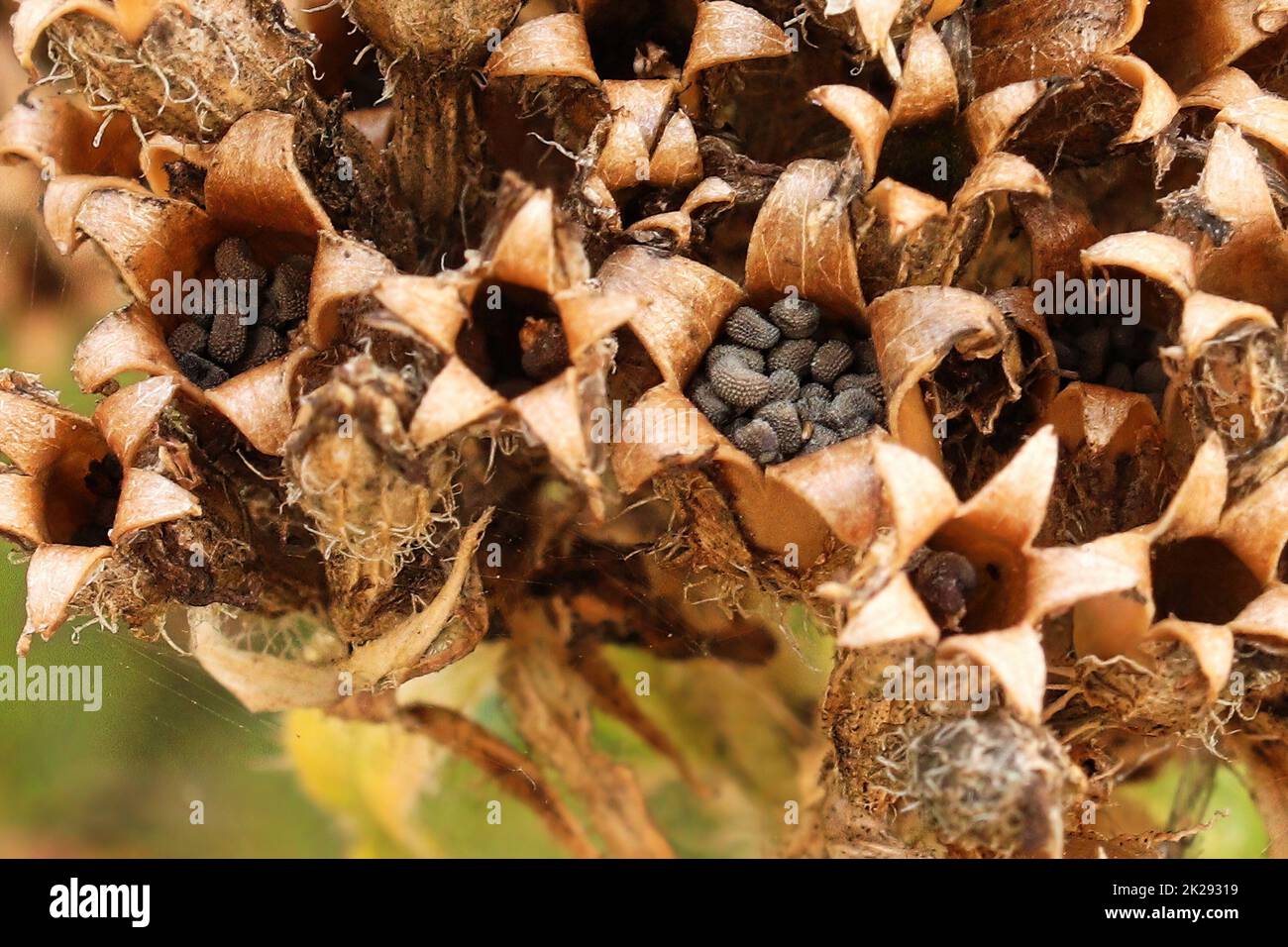 Macro view of the seed pods on a maltese cross plant Stock Photo - Alamy