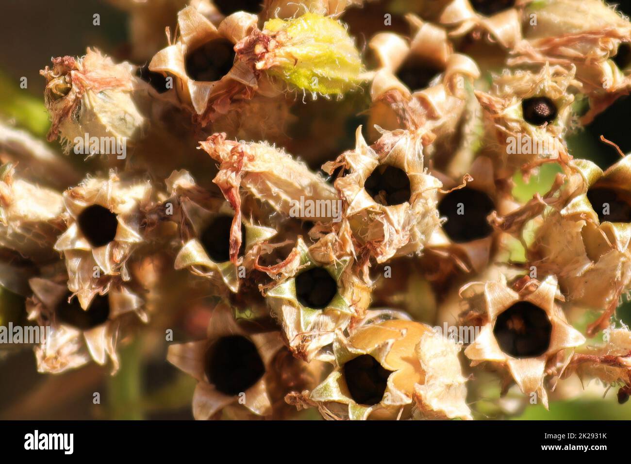 Macro view of the seed pods on a maltese cross plant Stock Photo - Alamy