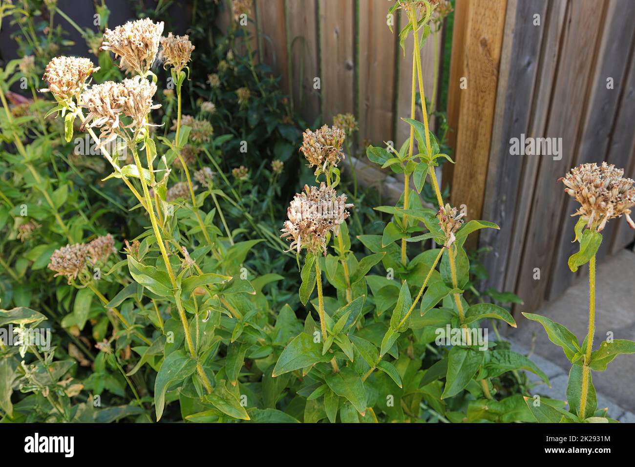 Maltese Cross plants with seed pod growing in the fall Stock Photo - Alamy