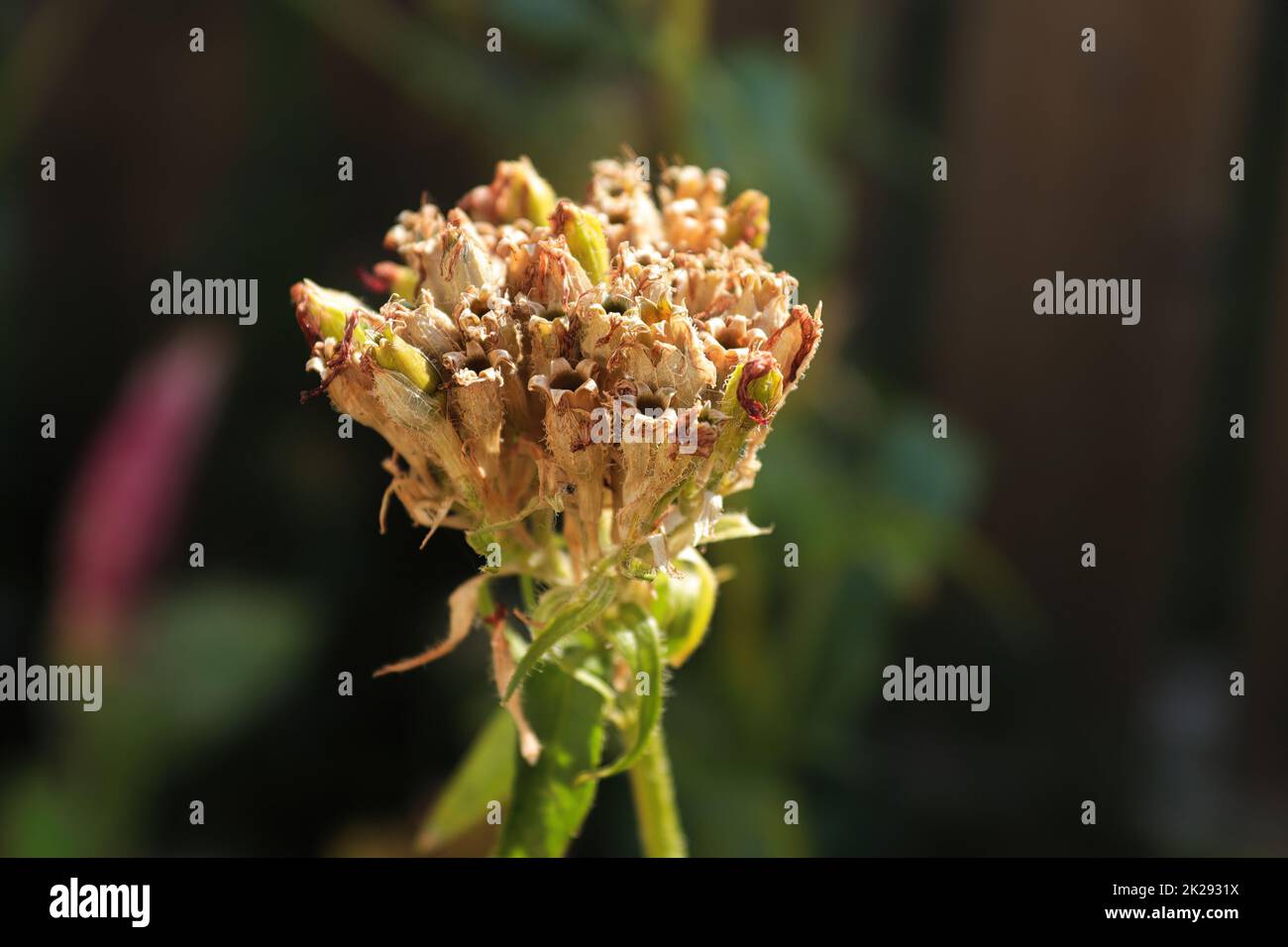 Closeup view of the seed pods on a maltese cross plant Stock Photo - Alamy