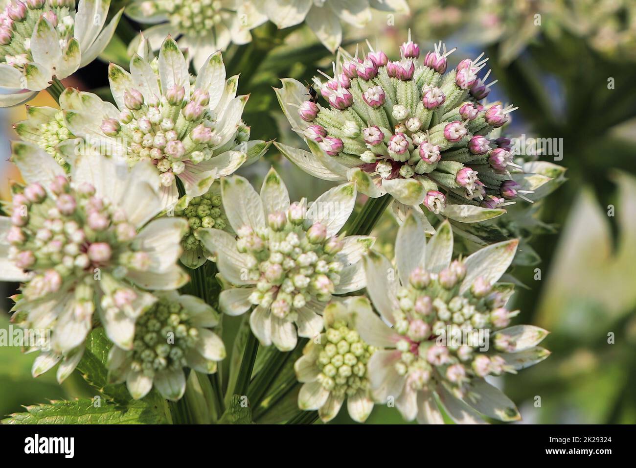 Macro view of pink and white masterwort flower clusters Stock Photo - Alamy