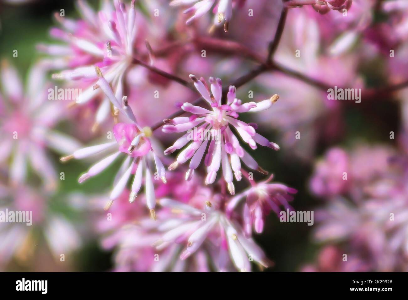 Cluster of delicate plants hi-res stock photography and images - Alamy