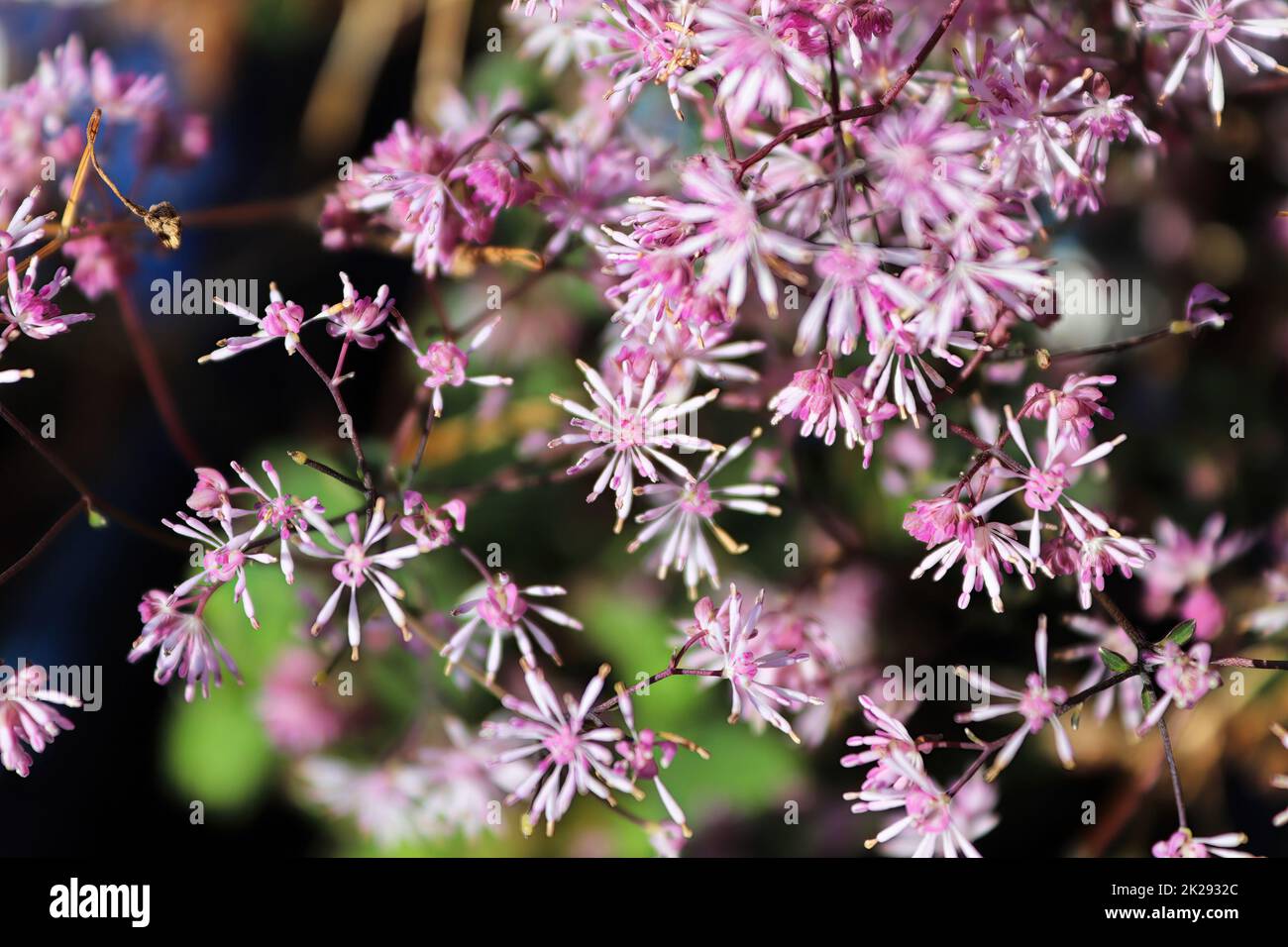 Clusters of flower hi-res stock photography and images - Alamy