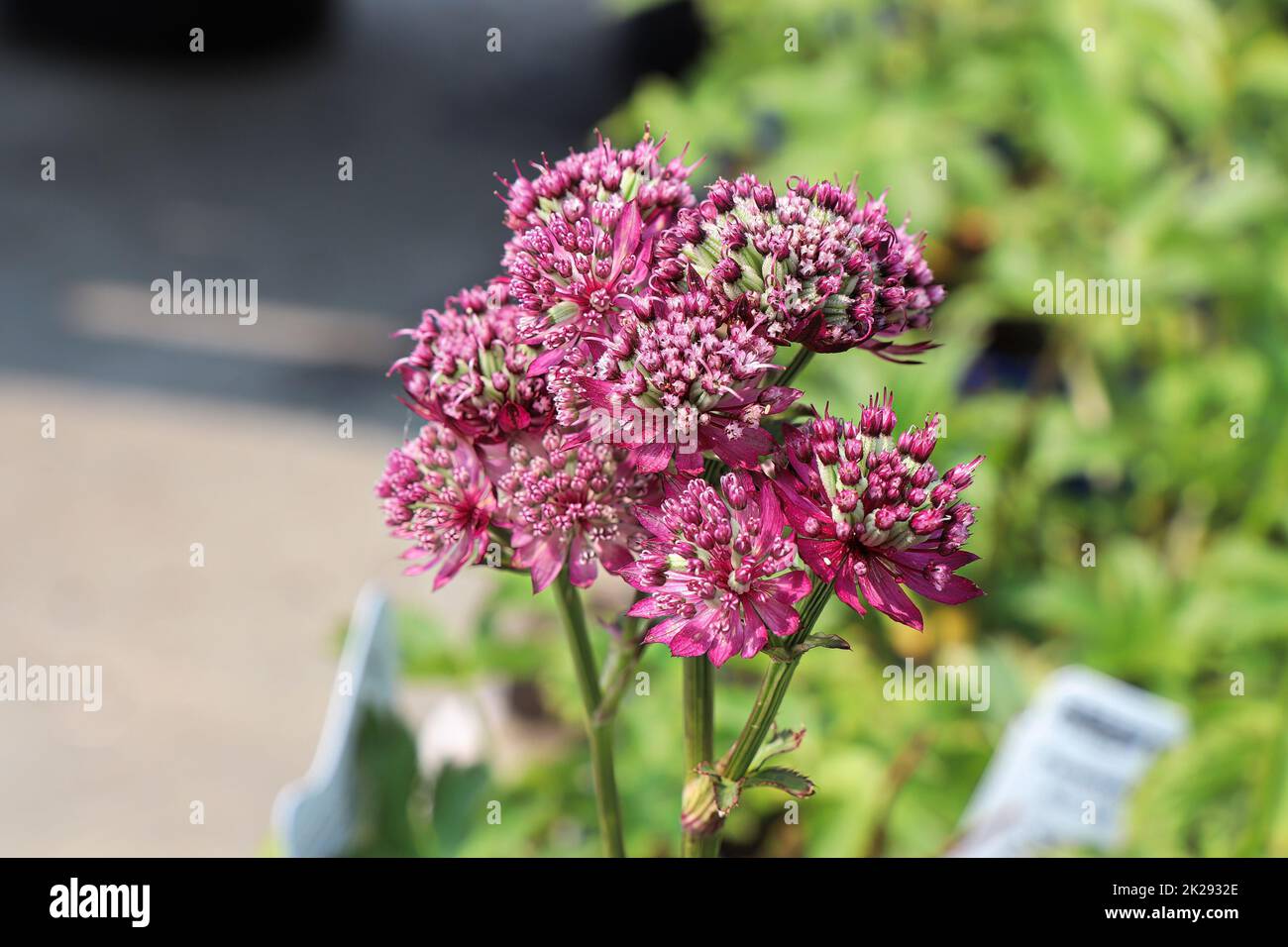 Pink flower heads hi-res stock photography and images - Alamy