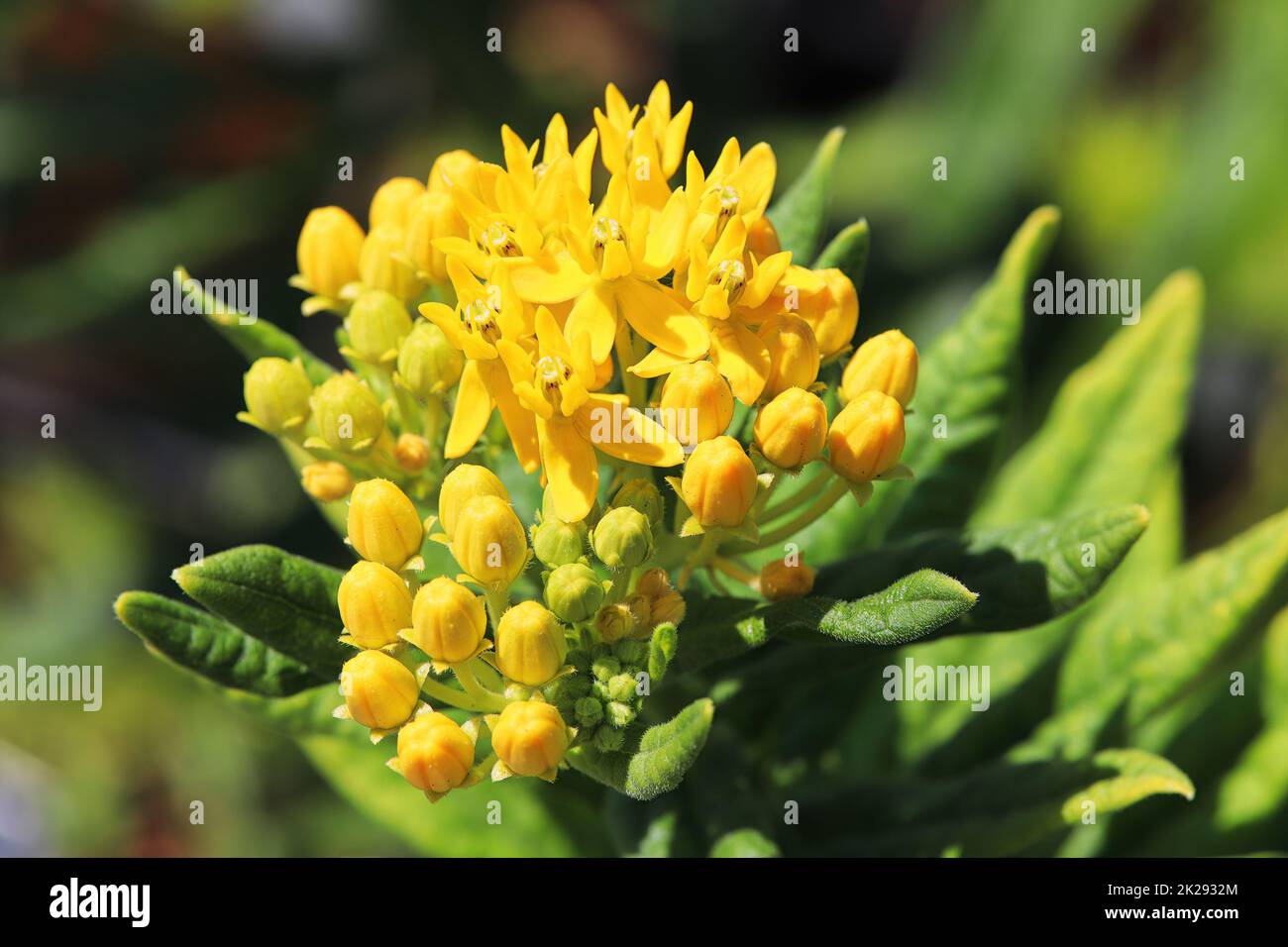 Blooming common milkweed hi-res stock photography and images - Alamy