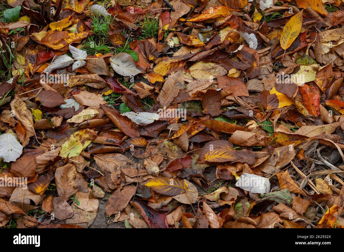 brown and red autumn leaves on the ground Stock Photo - Alamy
