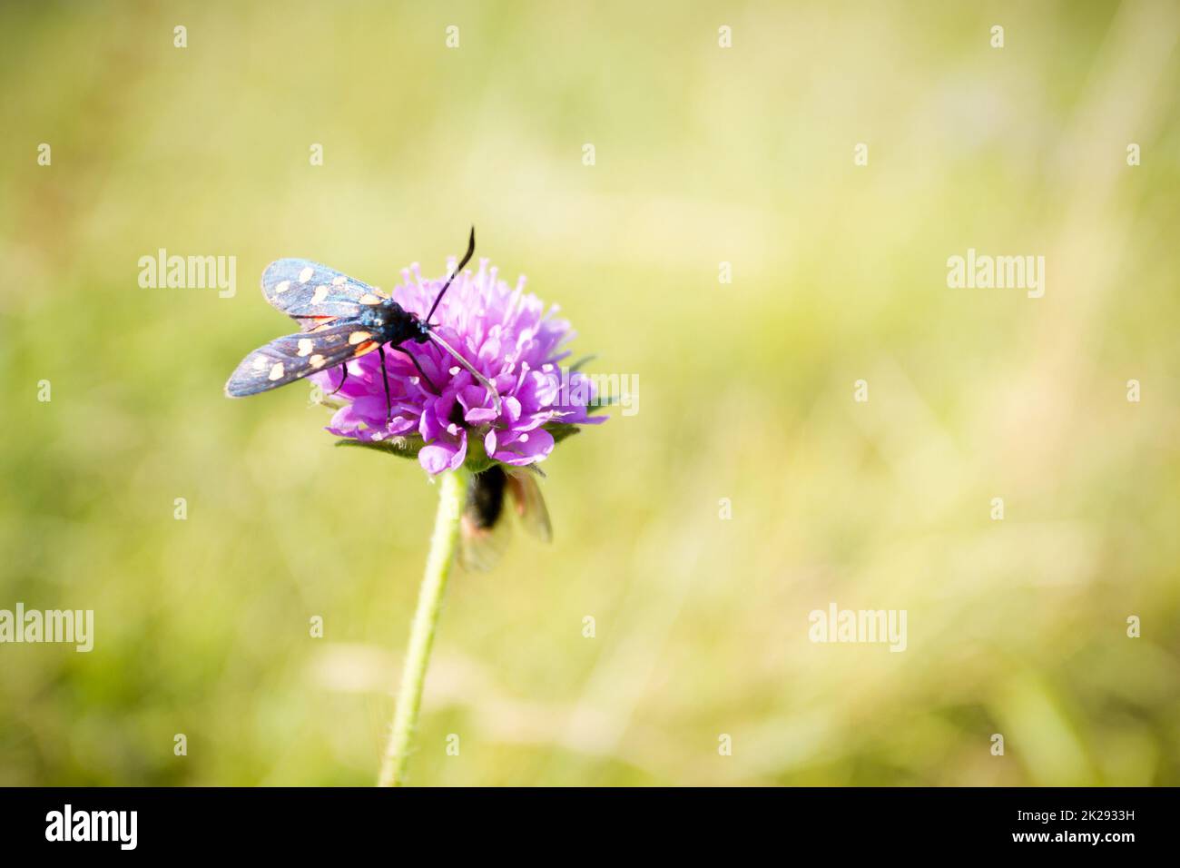 Scarlet tiger moth on clover flower close up Stock Photo - Alamy