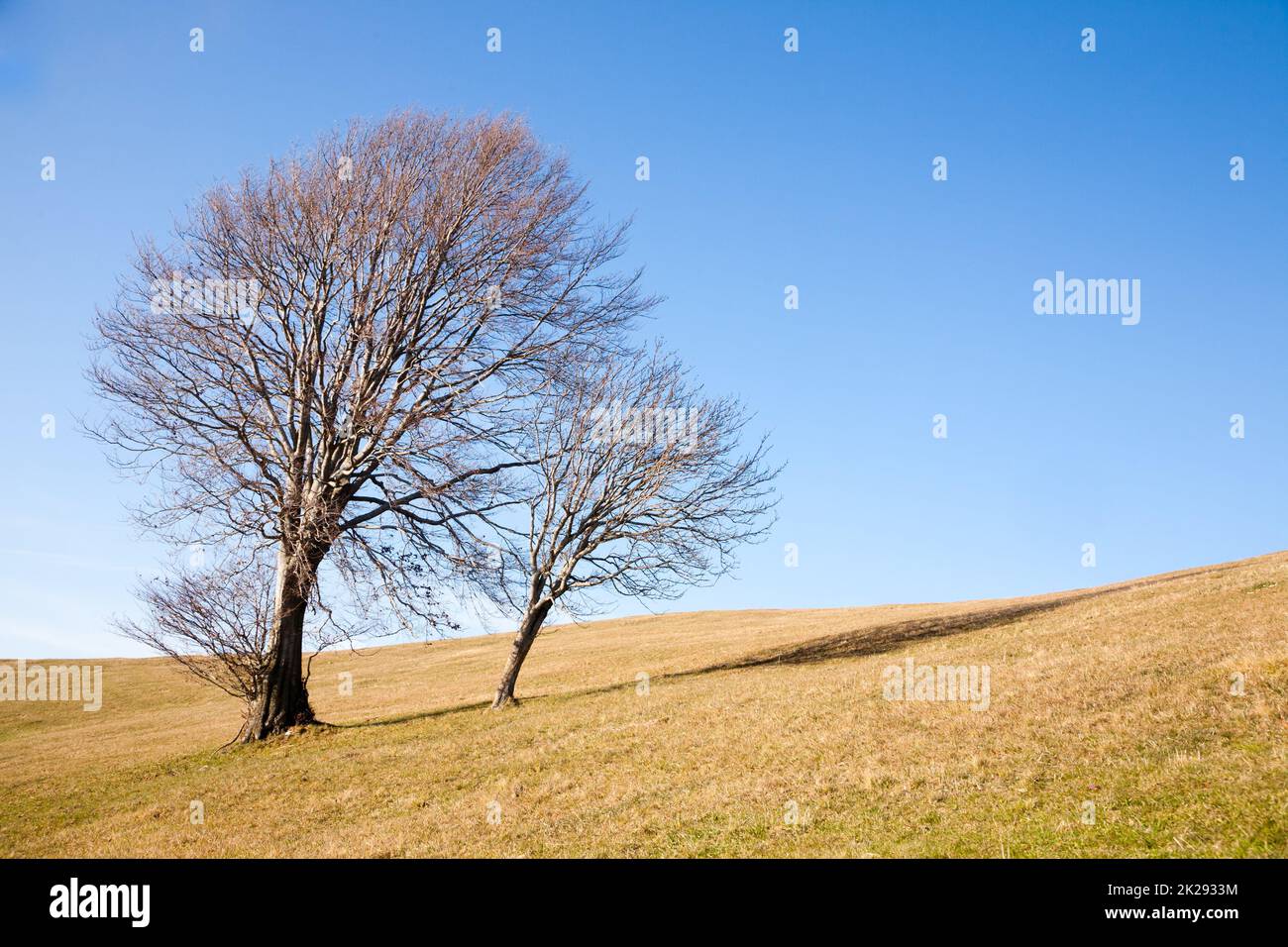 Isolated trees on blue sky. Minimal nature background Stock Photo - Alamy