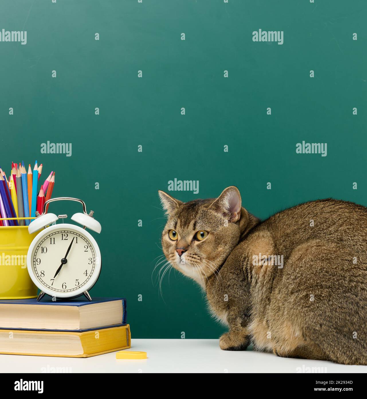an adult straight Scottish gray cat sits on the background of a school ...