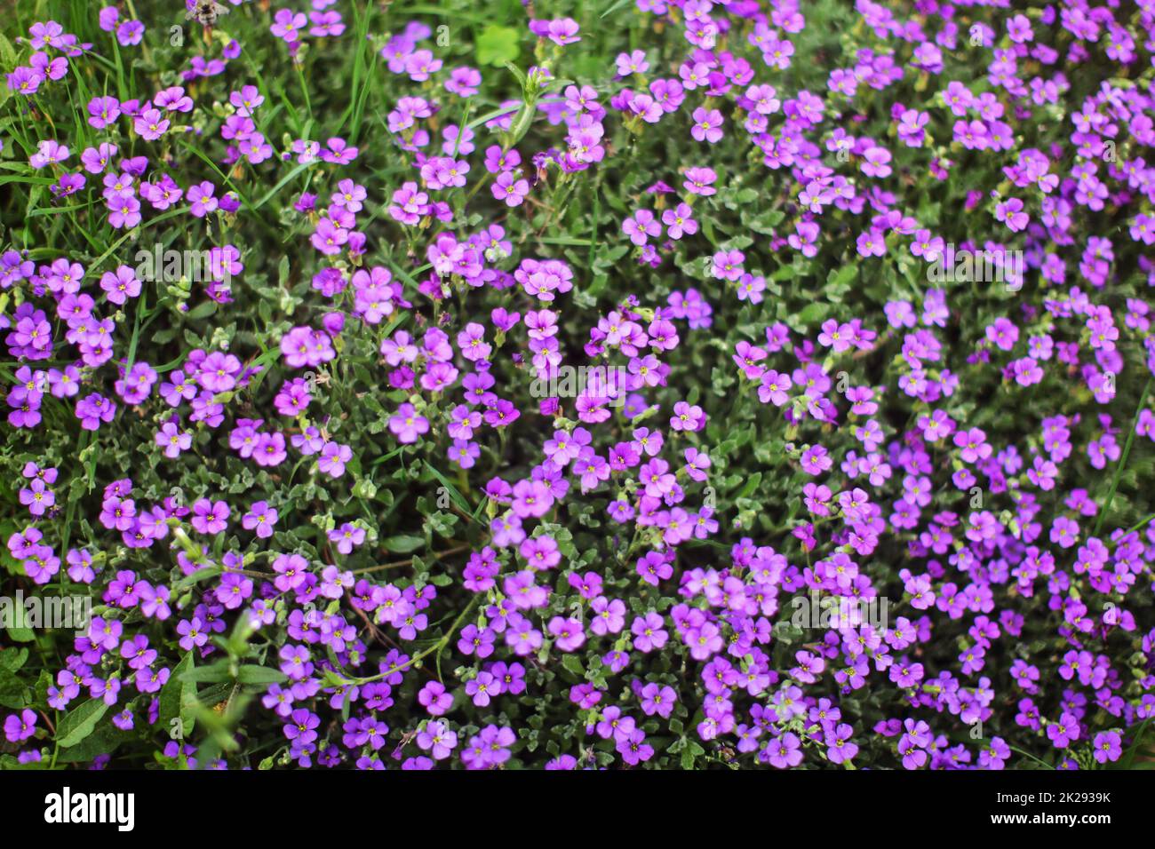 Shallow depth of field photo (only some blossoms in focus) - small ...