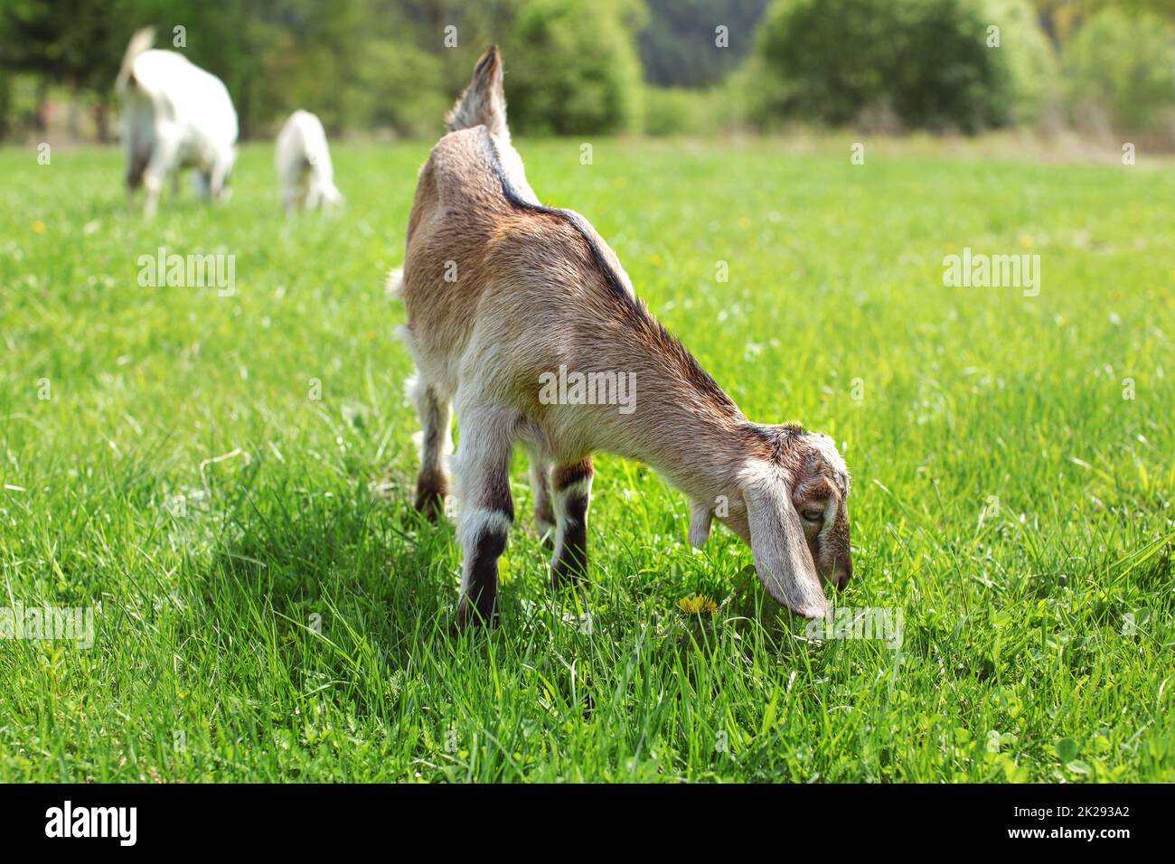 Baby Goats Eating Grass Shot Young Goat Eating Grass Stock Photo