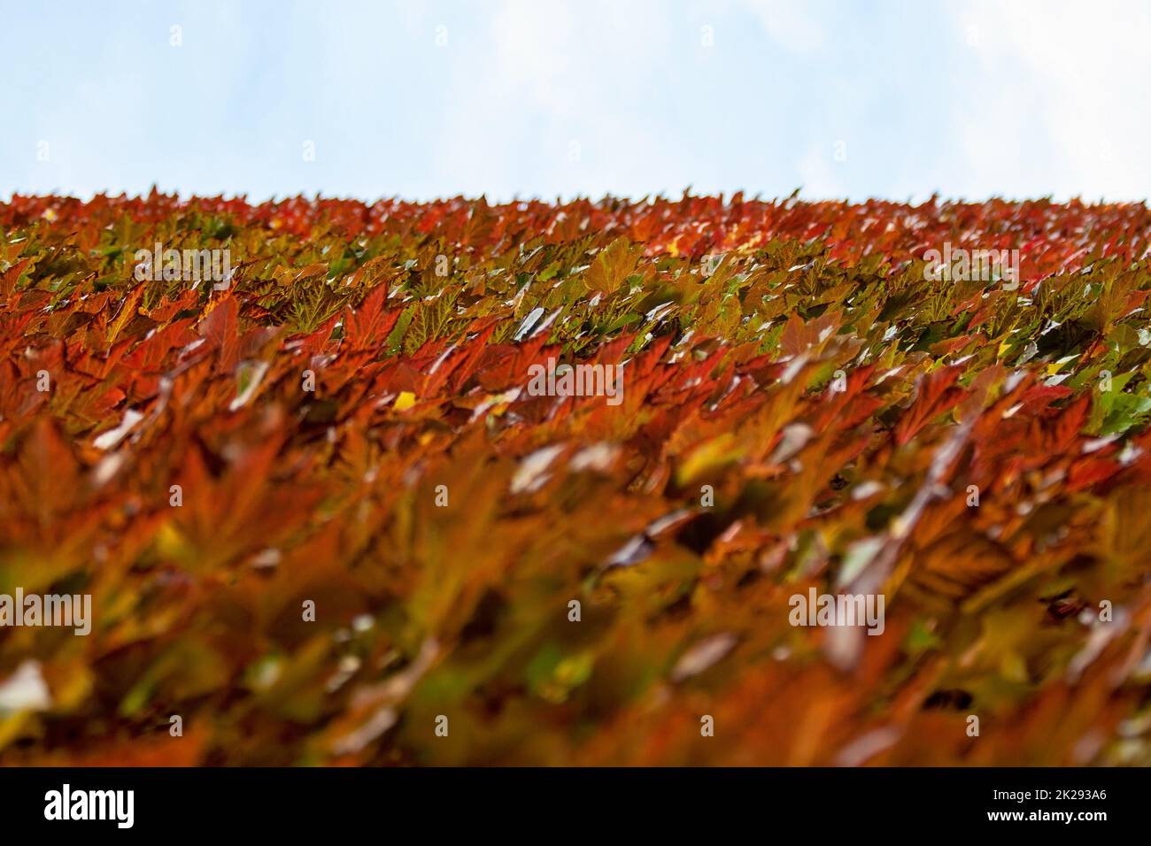 Red brown and yellow coloured ivy growing on the wall, blue and white ...