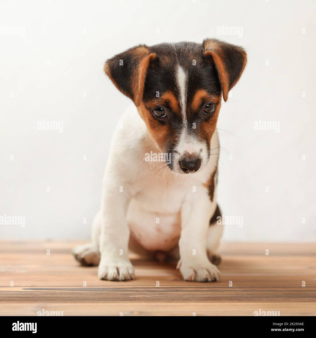 Two months old Jack Russell terrier puppy, shy, looking down, standing ...