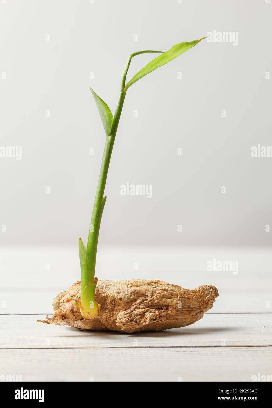 Dry ginger (Zingiber officinale) root with green sprout on white boards ...