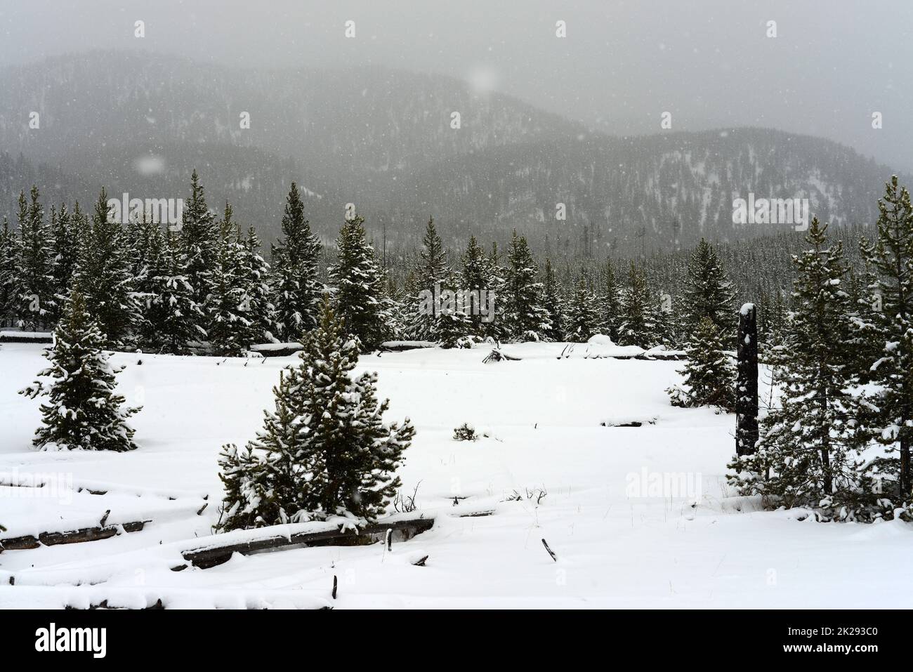 Yellowstone Winter Snow Stock Photo - Alamy