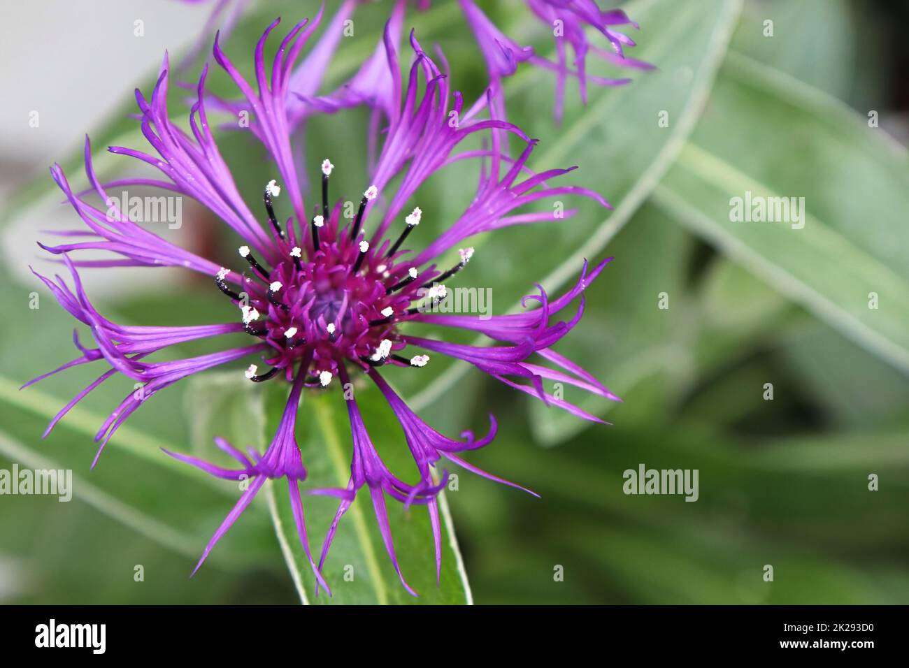 Purple flower side view hi-res stock photography and images - Alamy