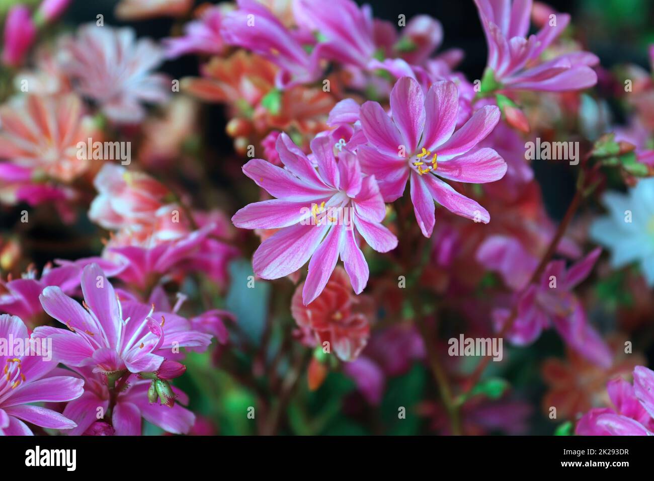 Lewisia plant hi-res stock photography and images - Alamy