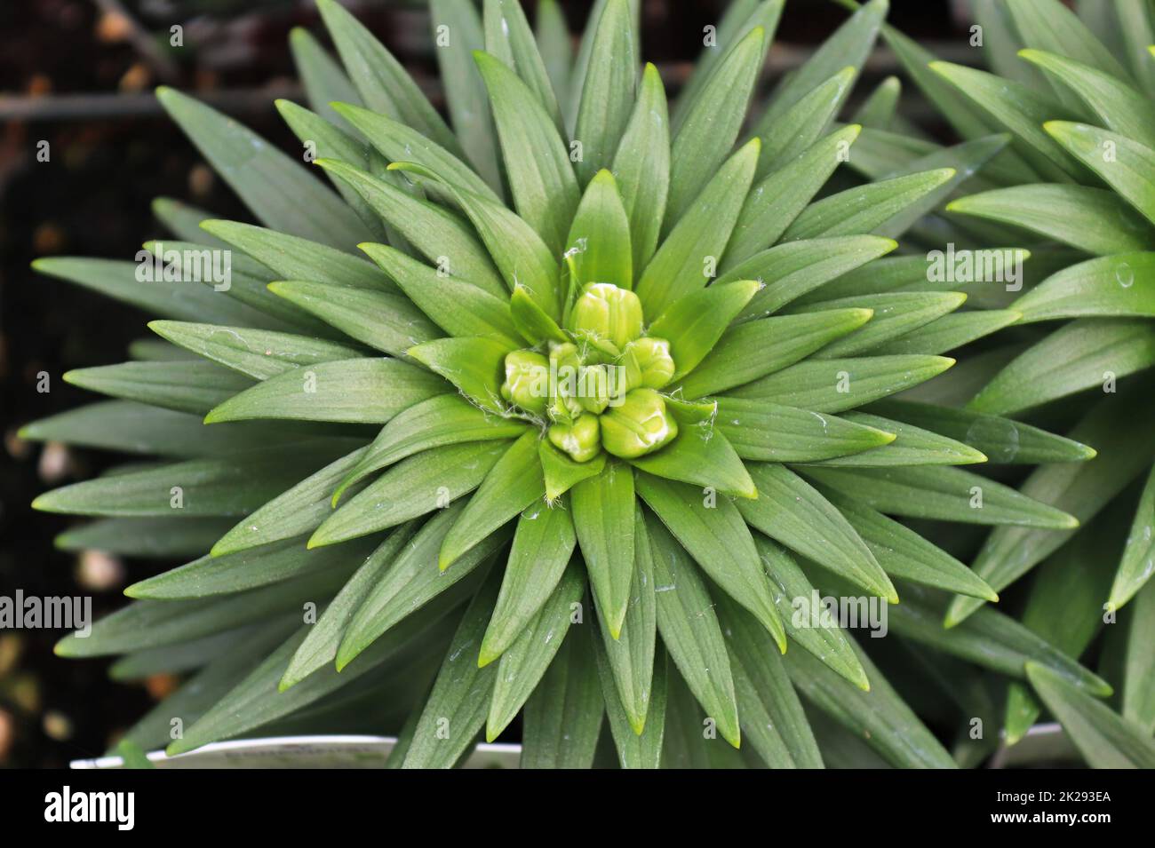 Plants with spiky leaves hi-res stock photography and images - Alamy