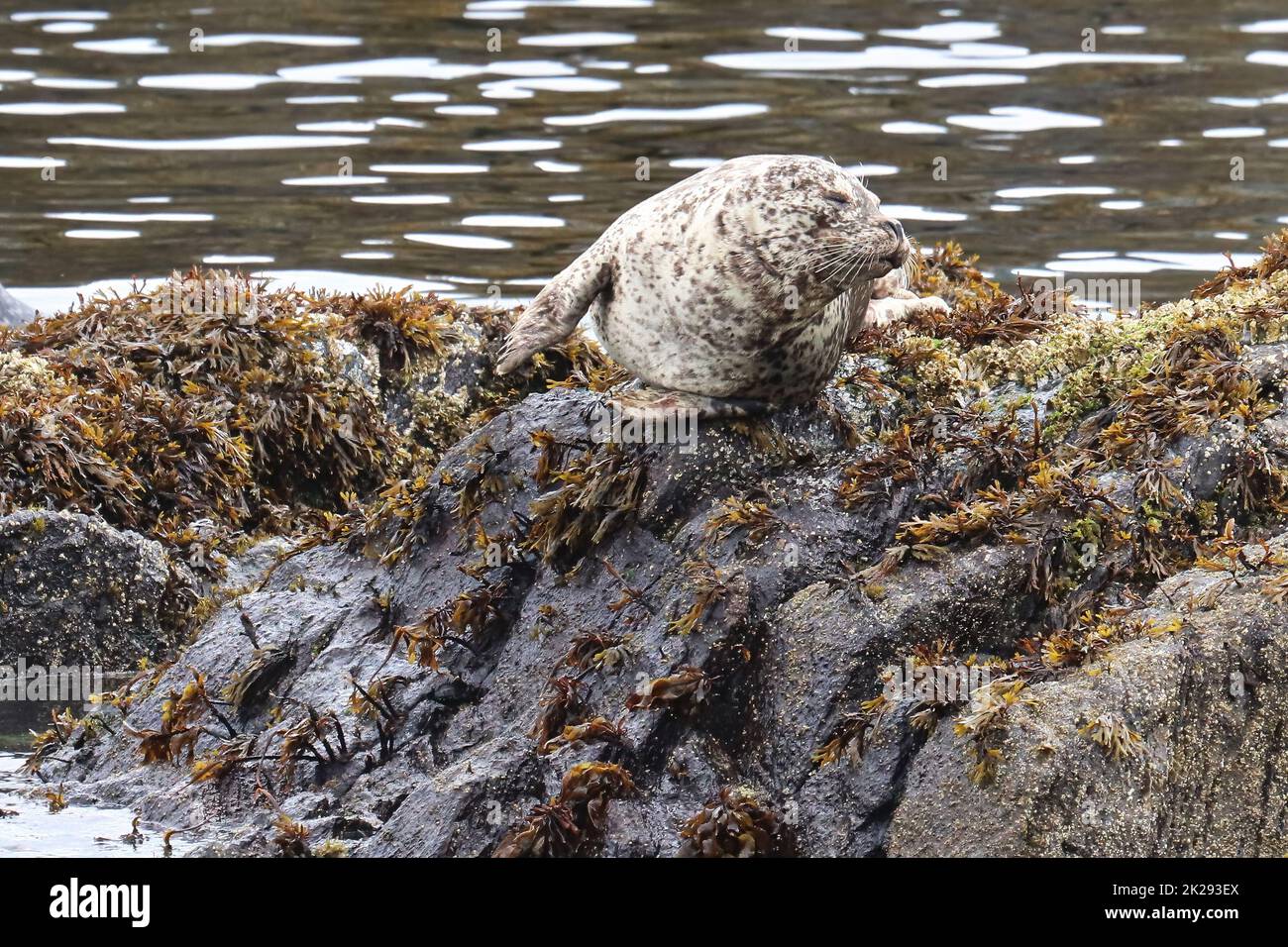 Common seal basking on rocks during the summer Stock Photo - Alamy