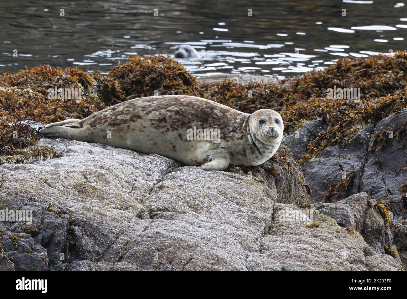 Common seal basking on rocks during the summer Stock Photo - Alamy