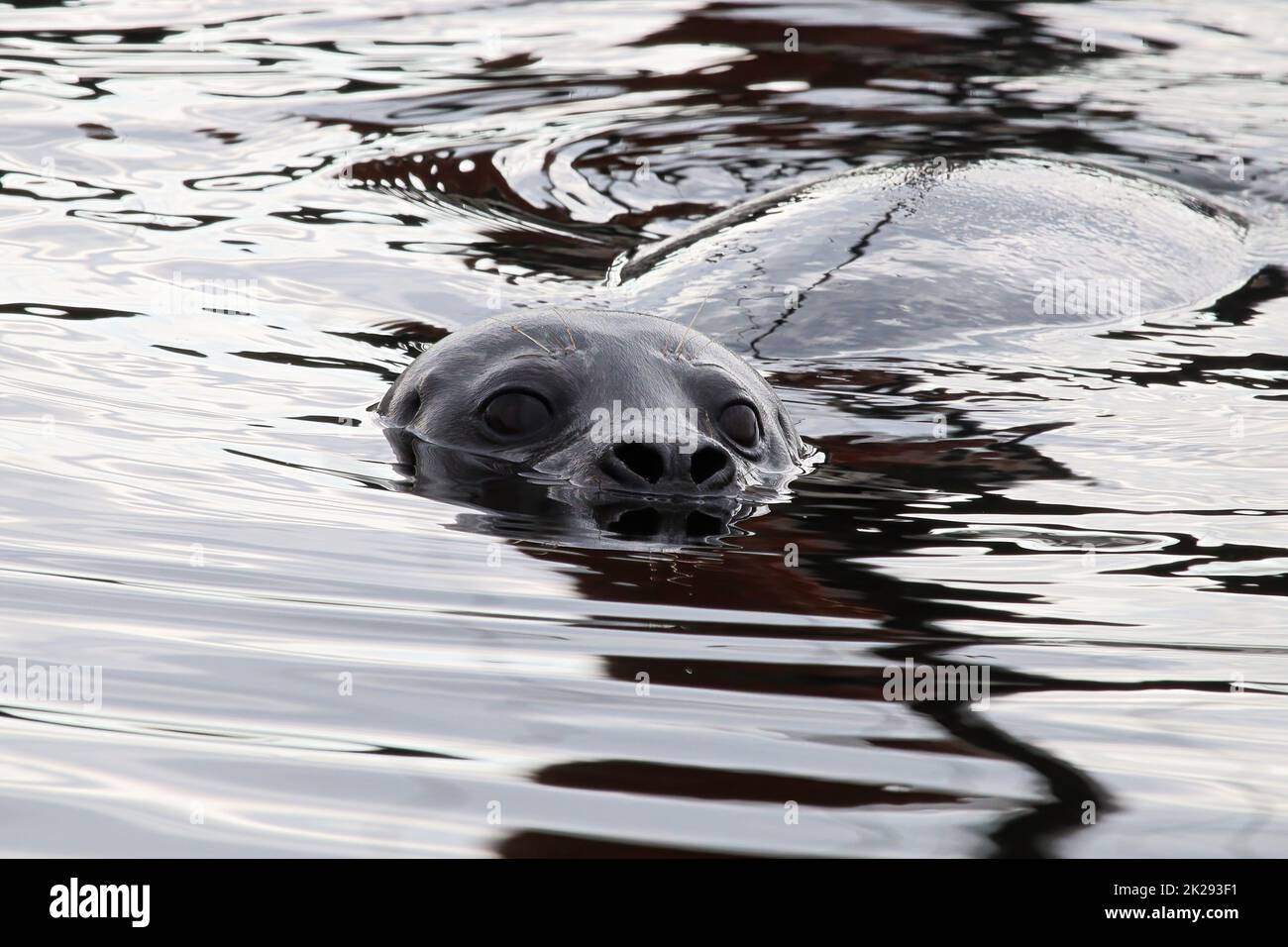 Closeup portrait of a seal head swimming in water Stock Photo - Alamy