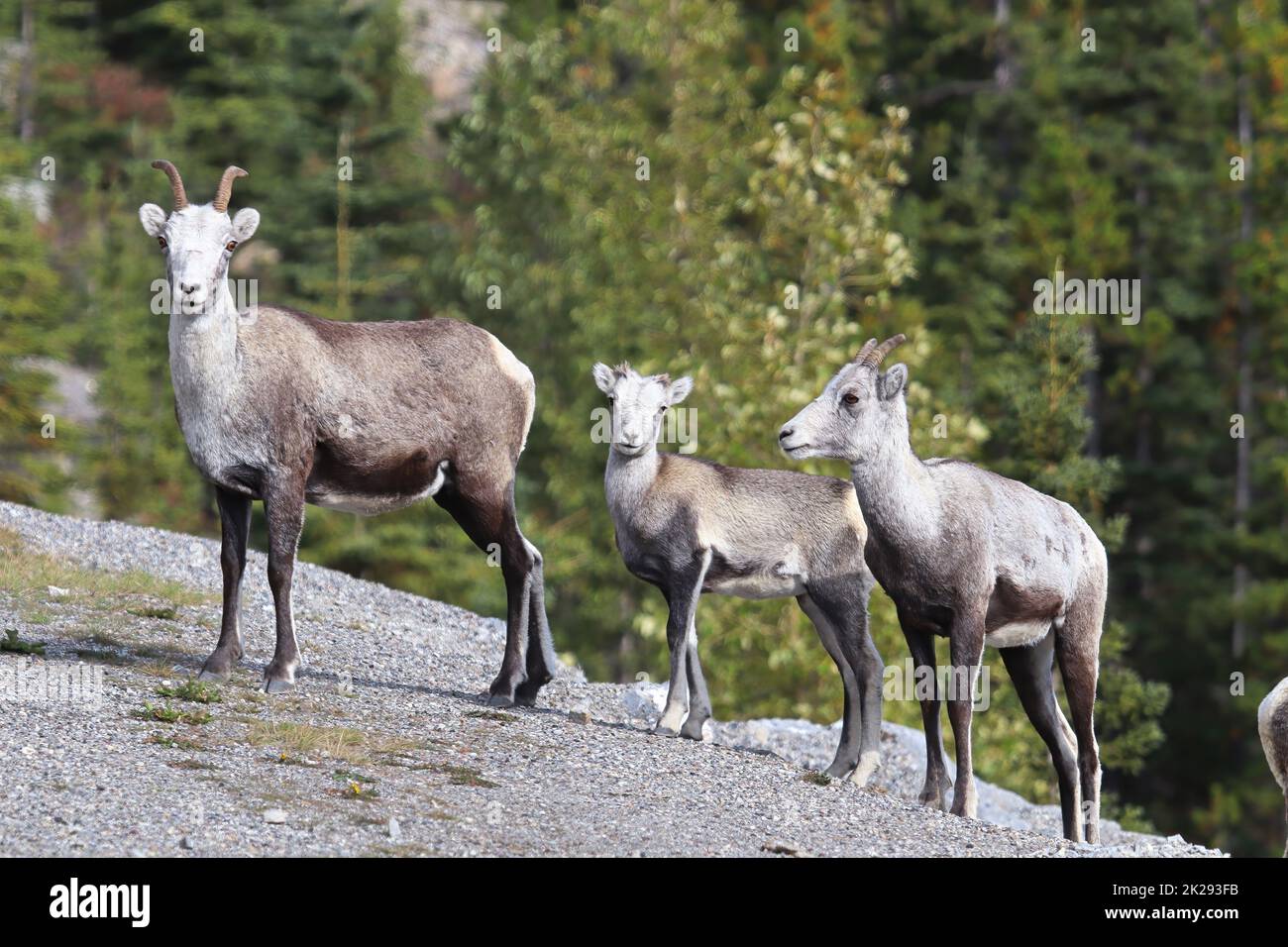 Closeup of mountain sheep walking close to a road Stock Photo - Alamy