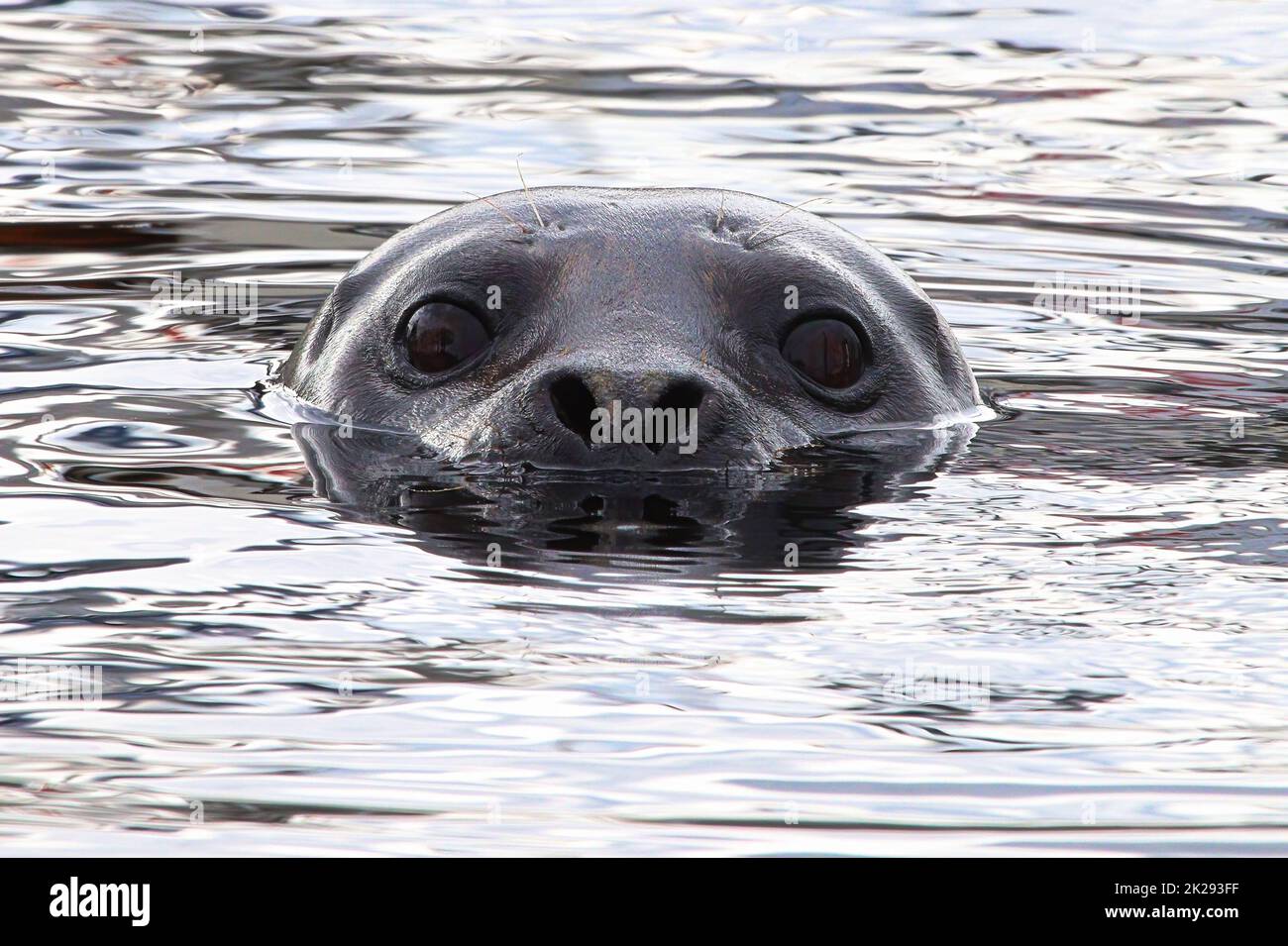 Closeup portrait of a seal head swimming in water Stock Photo - Alamy