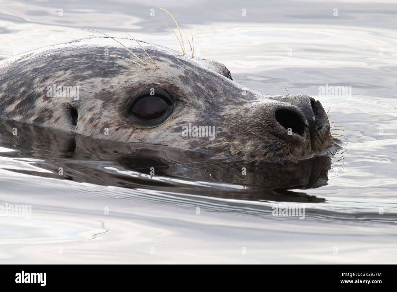 Closeup portrait of a seal head swimming in water Stock Photo - Alamy