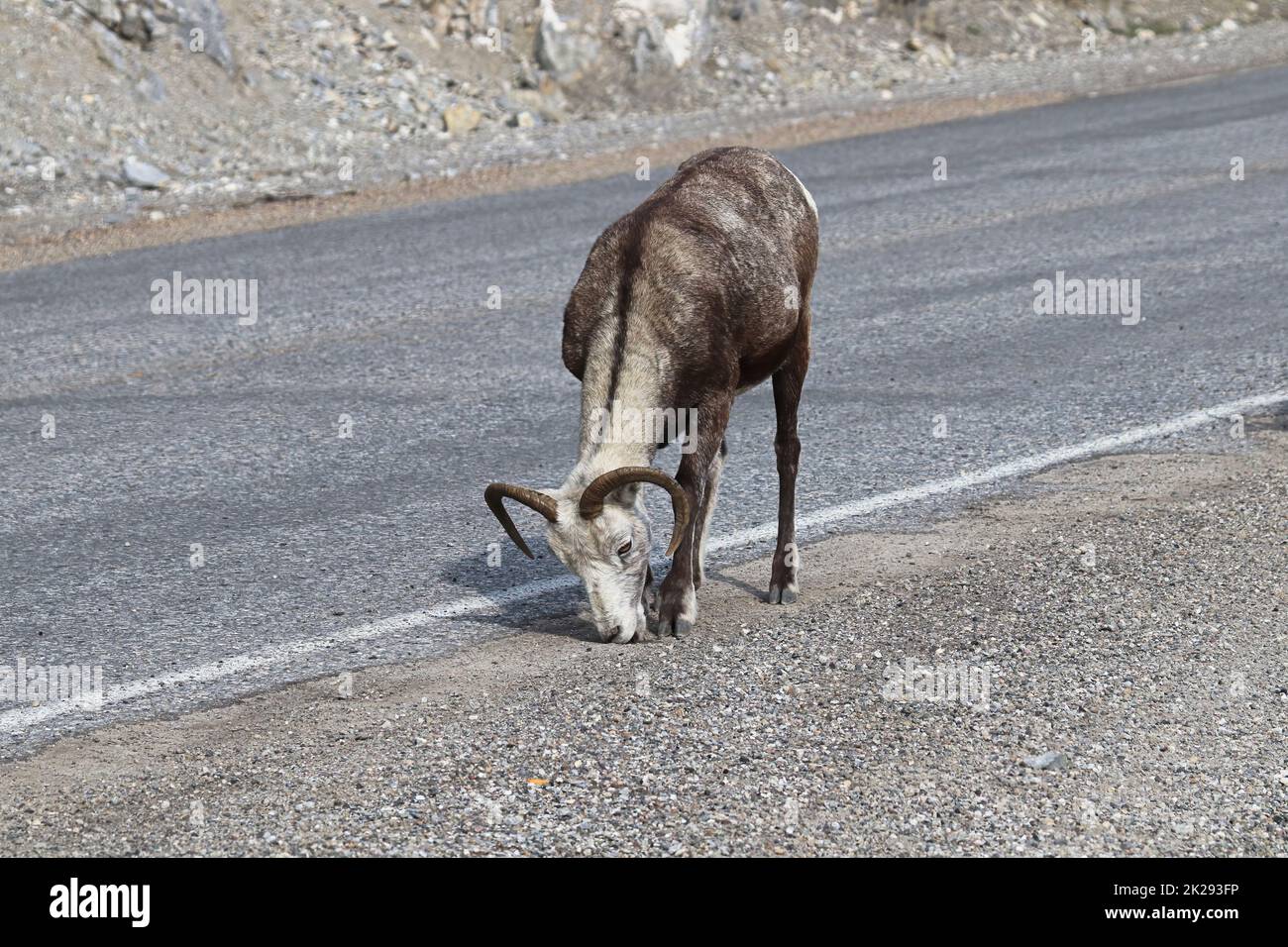 Closeup of mountain sheep licking salt on a the highway Stock Photo - Alamy