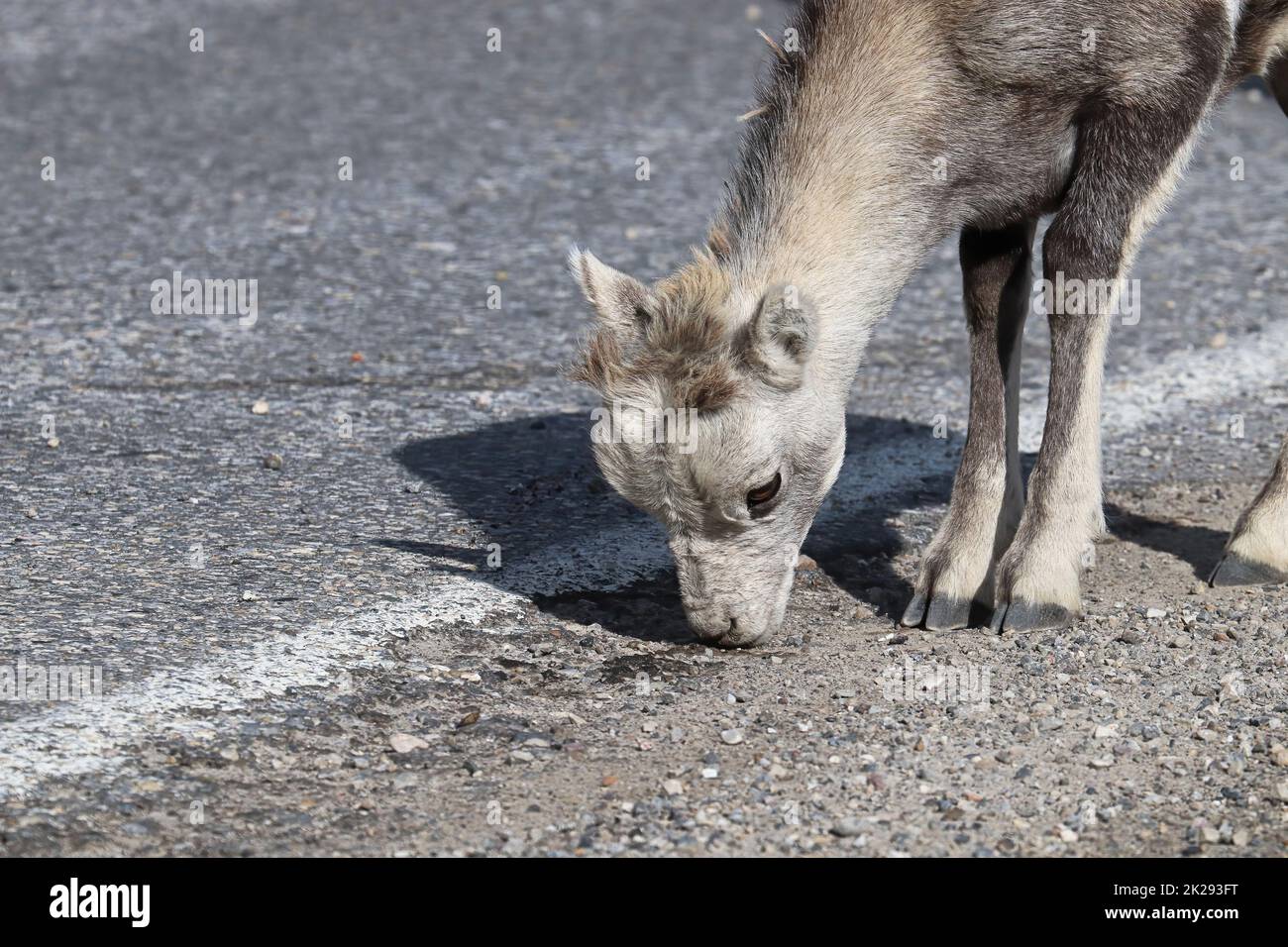 Closeup of mountain sheep licking salt on a the highway Stock Photo - Alamy