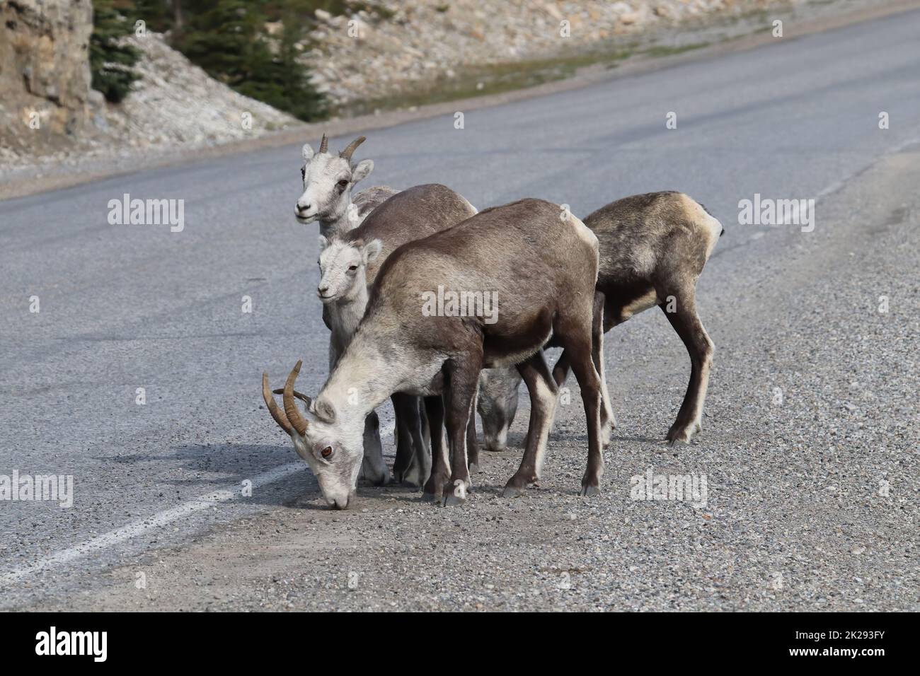 Salt highway hi-res stock photography and images - Alamy