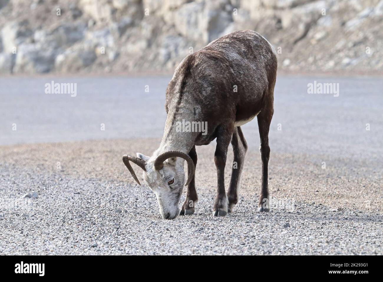 Sheep on mountain side hi-res stock photography and images - Alamy