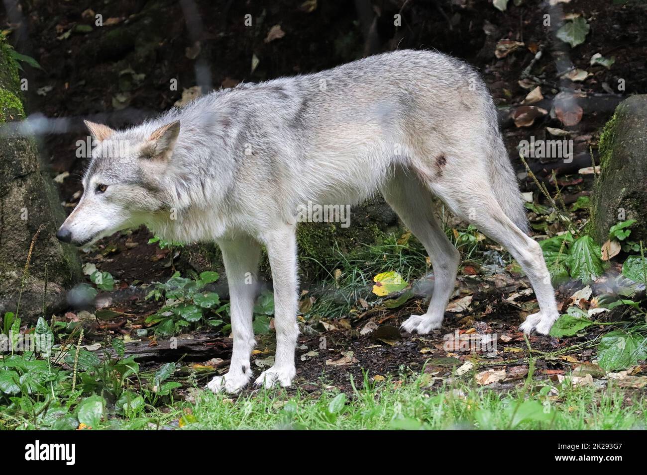 Closeup of a wolf with a wound on its leg Stock Photo - Alamy