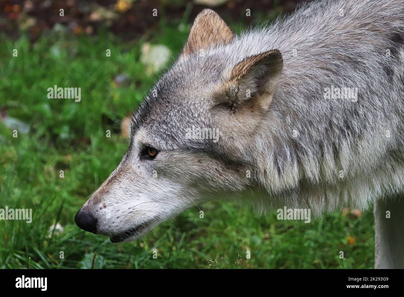 Side view portrait of a wolf's head Stock Photo - Alamy