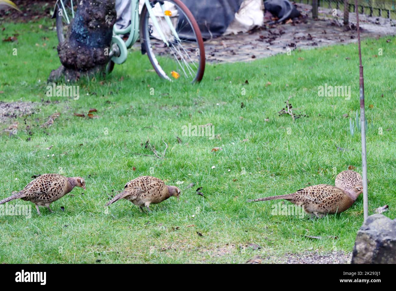 Fasane Im Garten