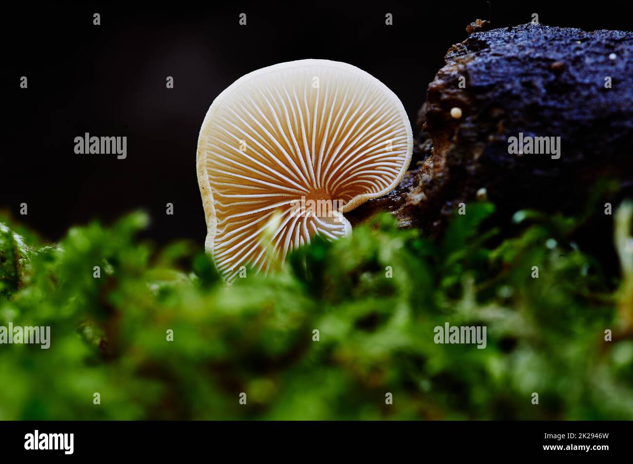 Mushroom macro photography Stock Photo - Alamy