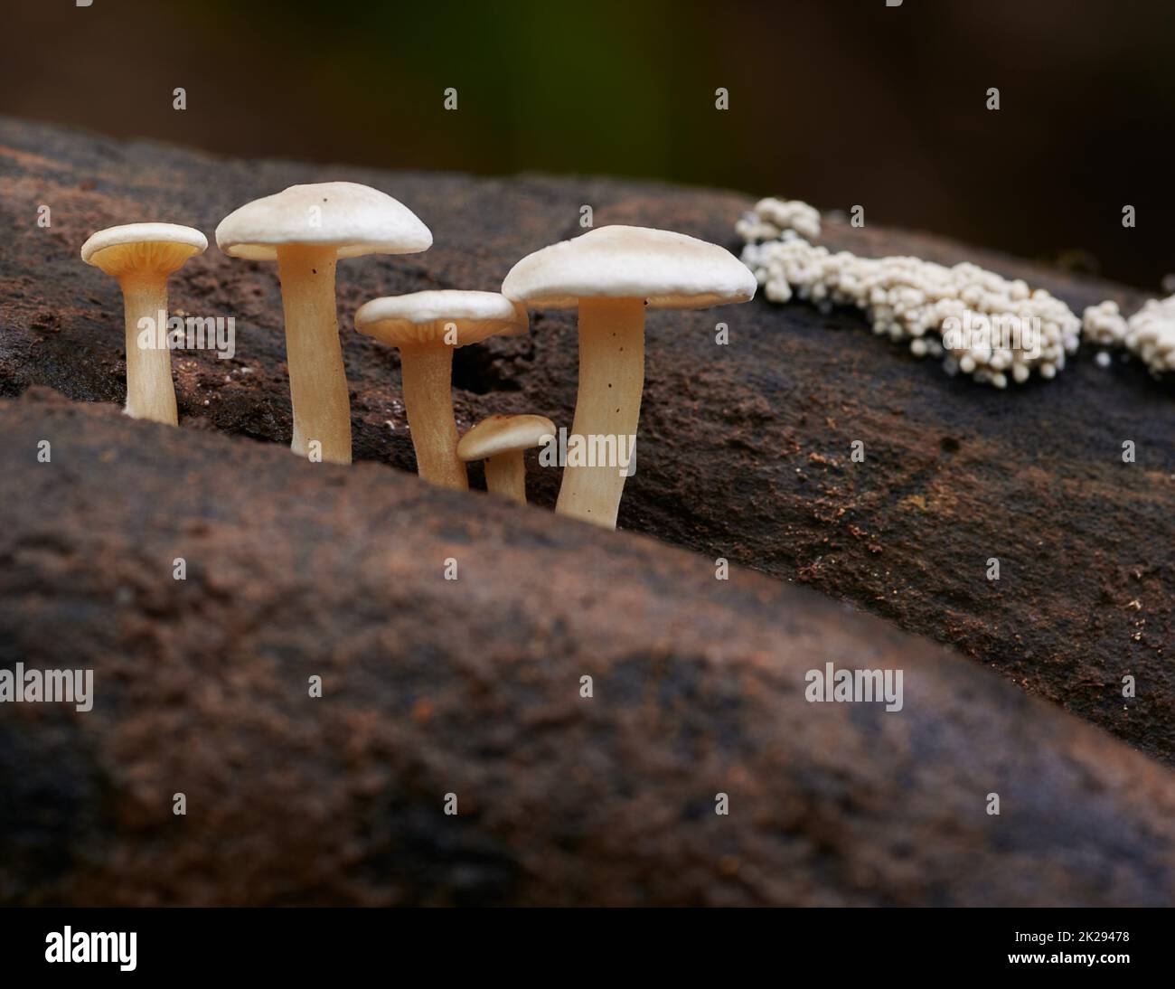 Mushroom macro photography Stock Photo - Alamy