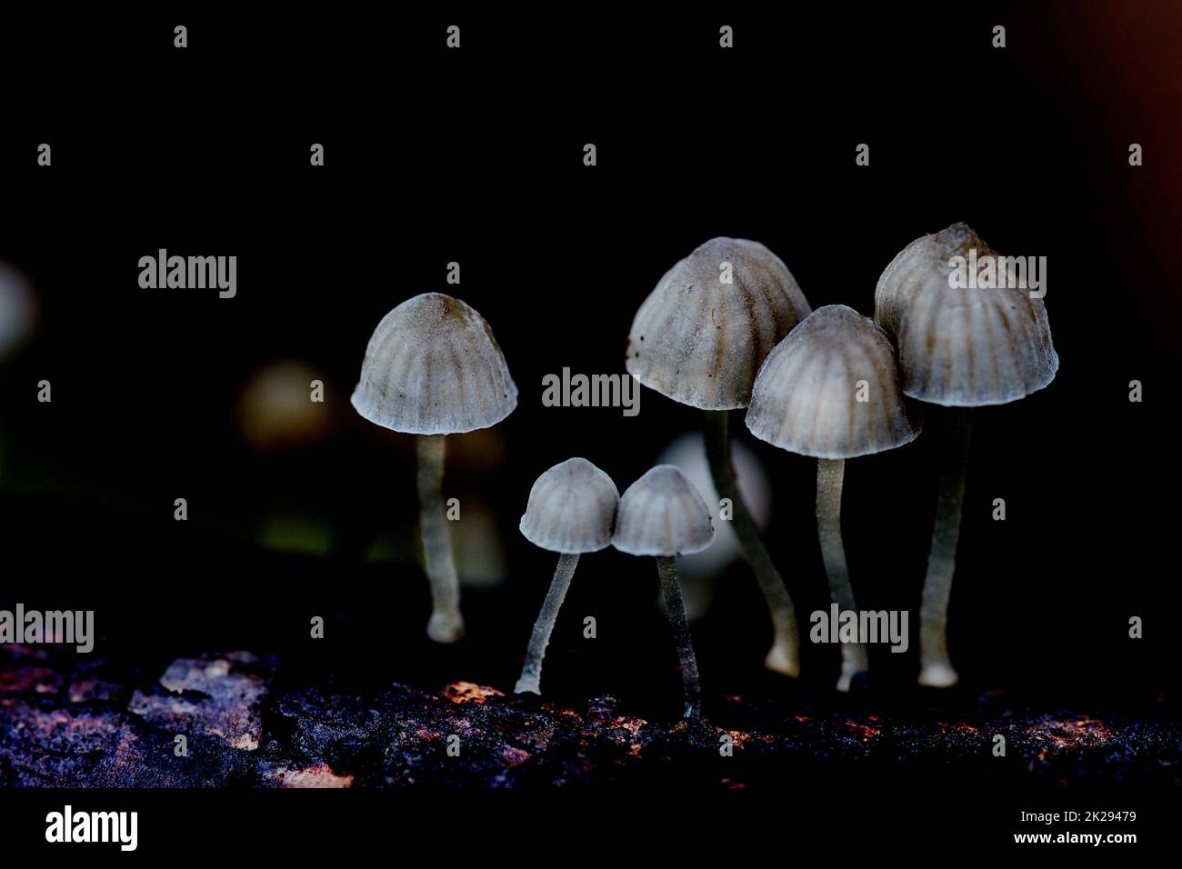 Toadstool photography hi-res stock photography and images - Alamy