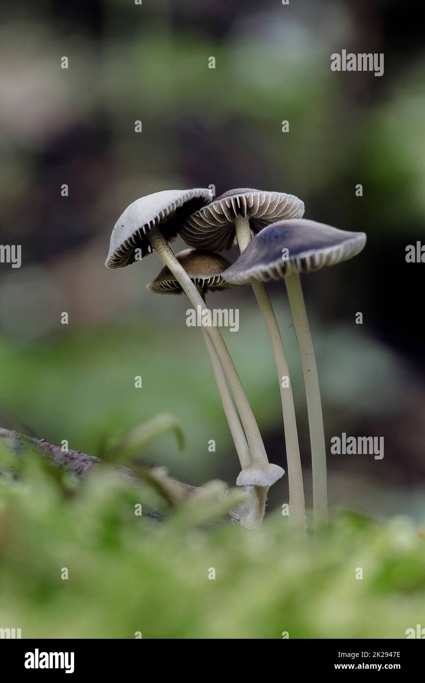 Mushroom macro photography Stock Photo - Alamy