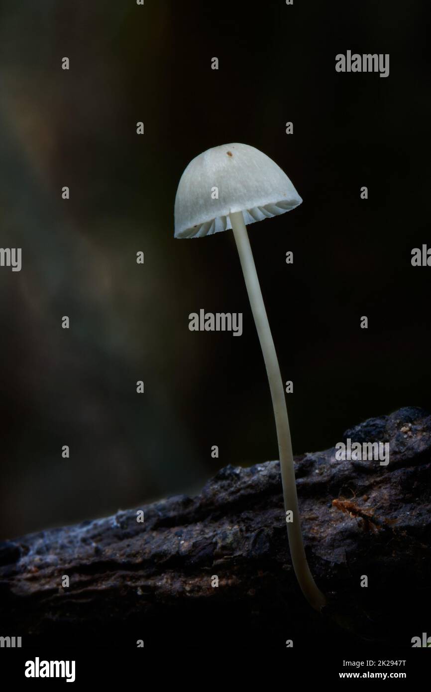 Mushroom macro photography Stock Photo - Alamy