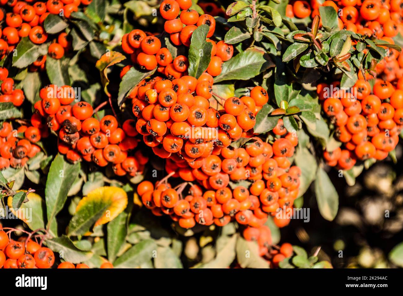 Orange autumn berries of Pyracantha with green leaves on a bush. Brush ...
