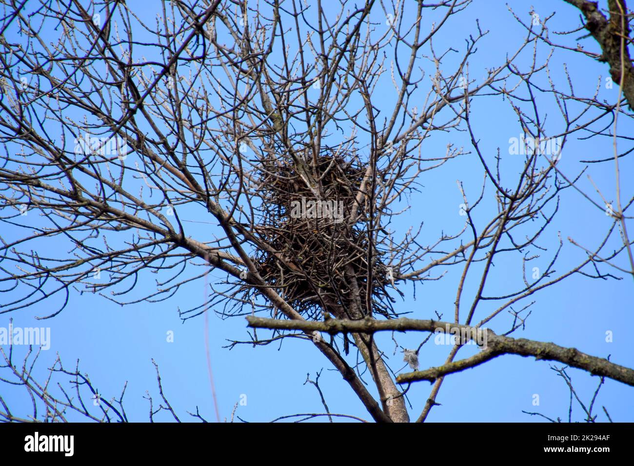 Nests of crows on high branches of trees. Late fall. Nests of birds ...