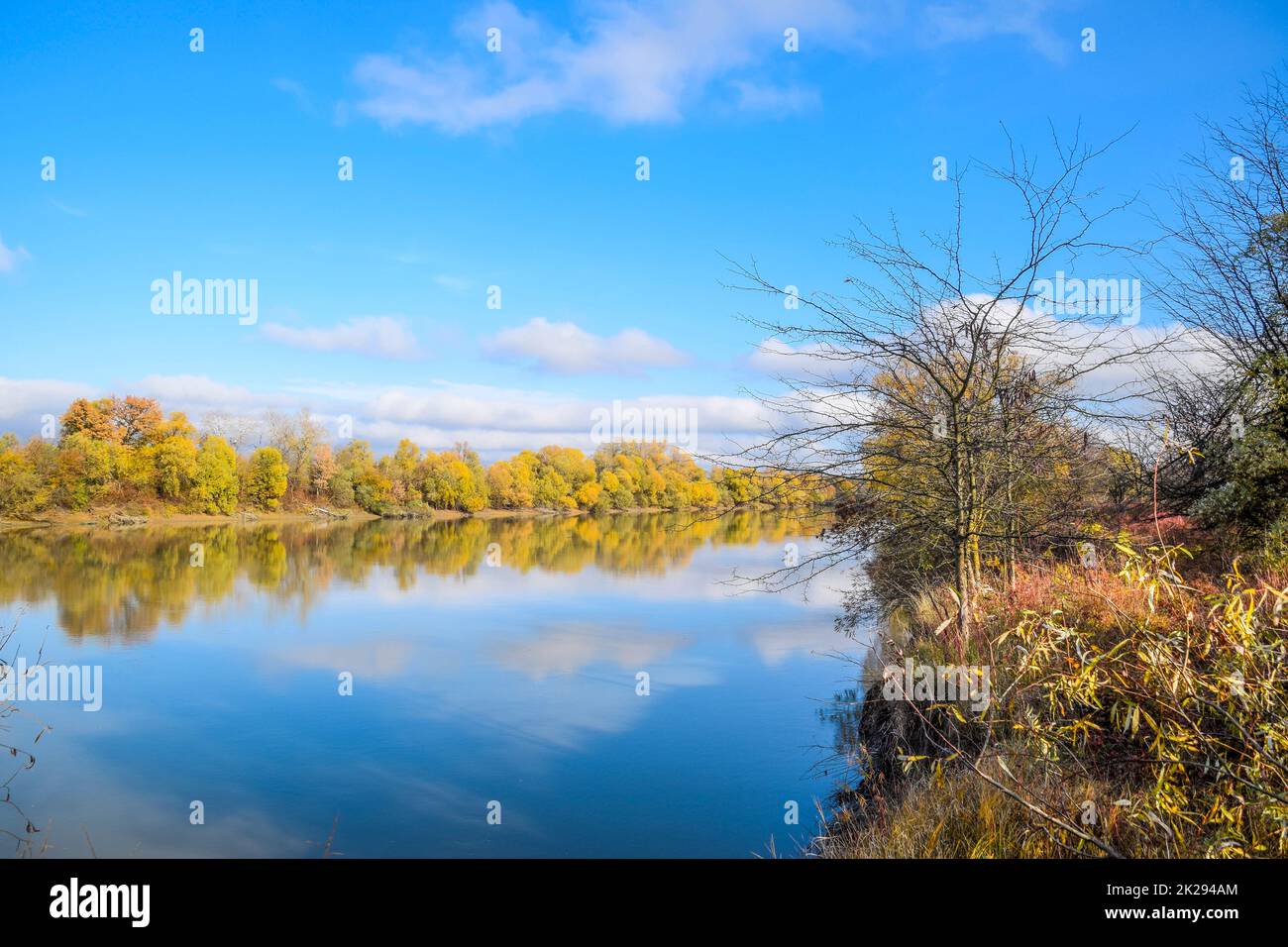 Autumn landscape. River and river bank with yellow trees. Willow and ...